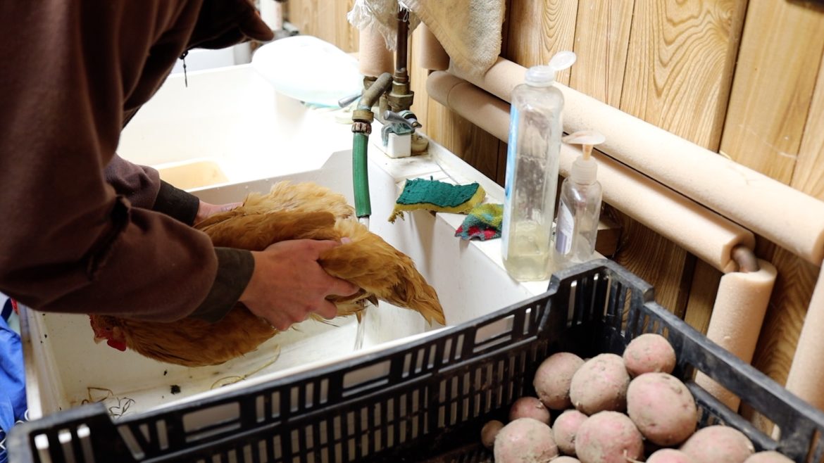 Chicken Prolapsed Vent | Simple Remedies For Natural Recovery - From ...