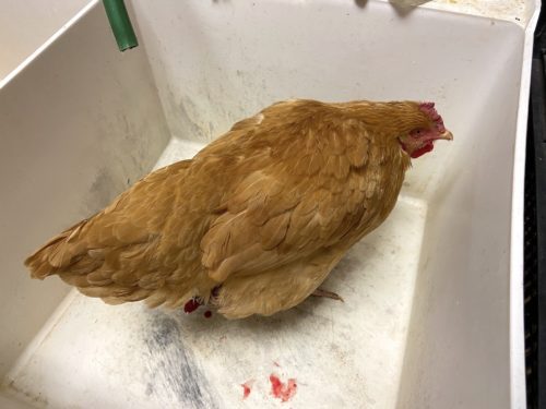 Chicken Prolapsed Vent | Simple Remedies For Natural Recovery - From ...