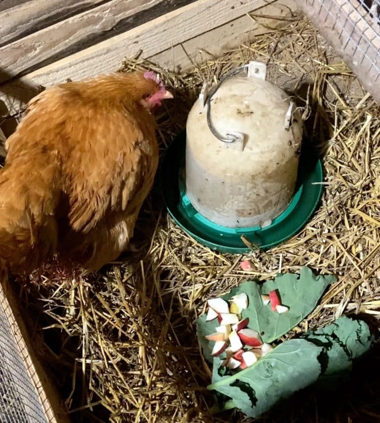 Chicken Prolapsed Vent | Simple Remedies For Natural Recovery - From Scratch Farmstead
