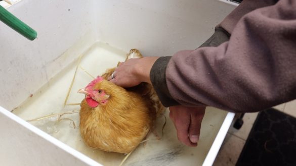 Chicken Prolapsed Vent | Simple Remedies For Natural Recovery