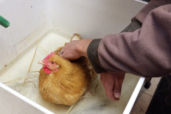 Chickens | From Scratch Farmstead