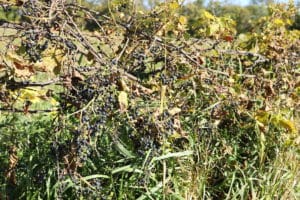 Can You Eat Wild Grapes? 5 Ways to Use Them - From Scratch Farmstead