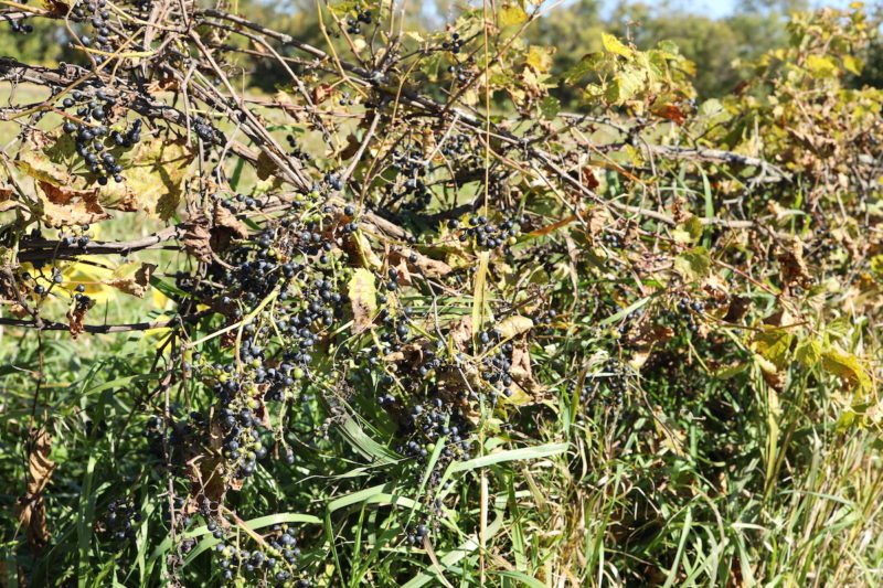 Can You Eat Wild Grapes? 5 Ways to Use Them - From Scratch Farmstead