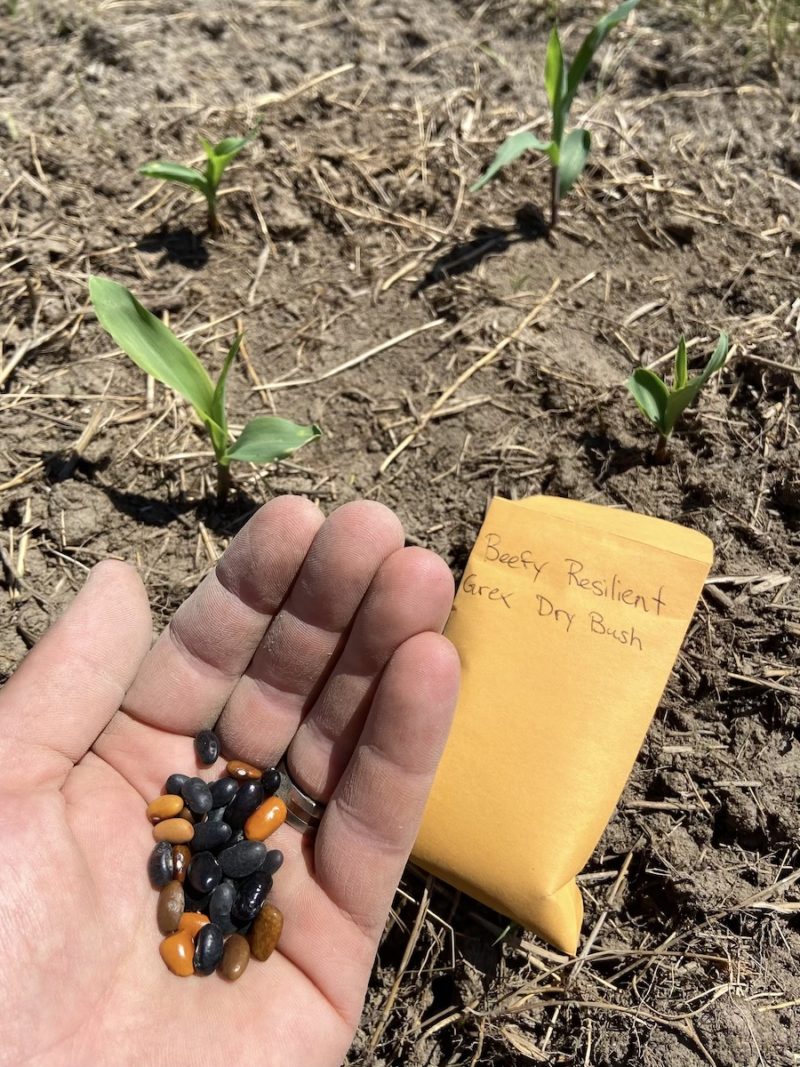 10 Essential Storage Crops You Need To Grow - From Scratch Farmstead