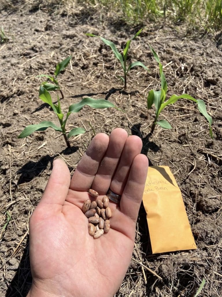 10 Essential Storage Crops You Need To Grow - From Scratch Farmstead