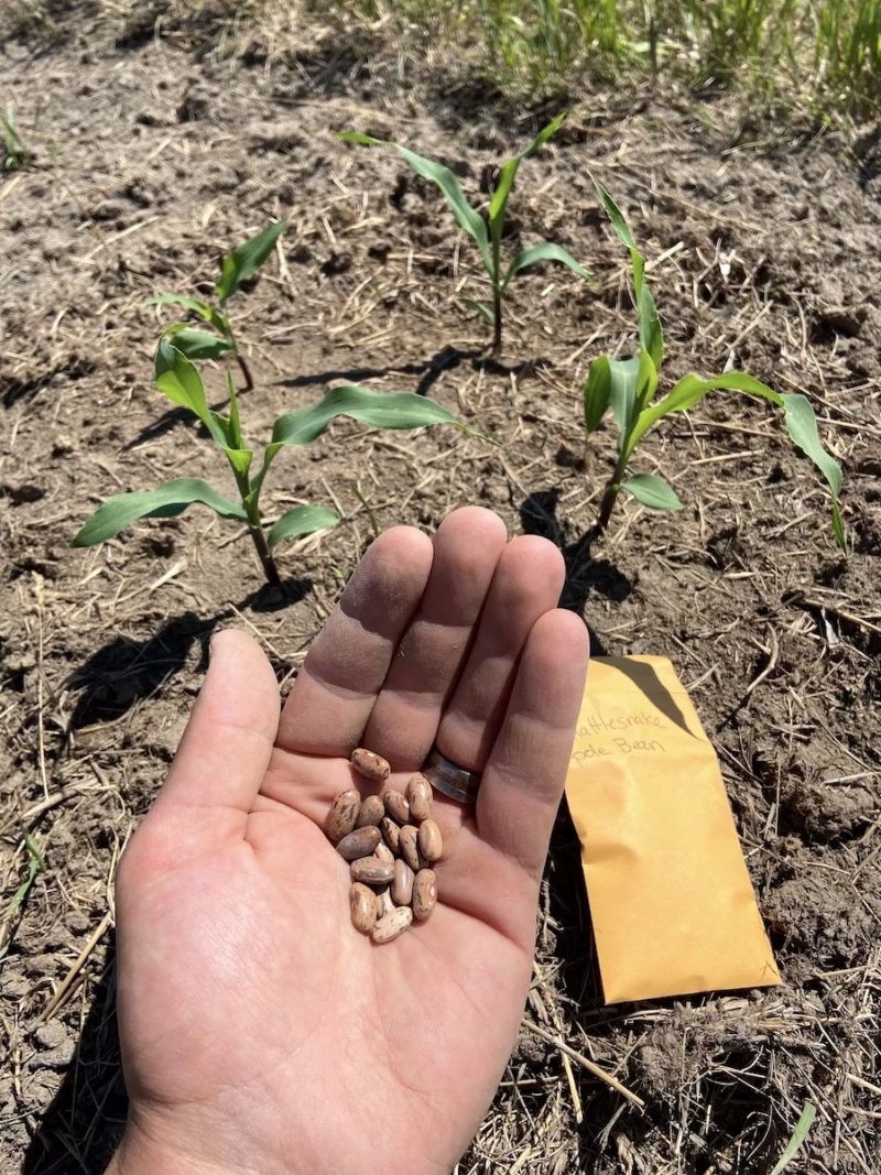 10 Essential Storage Crops You Need To Grow - From Scratch Farmstead