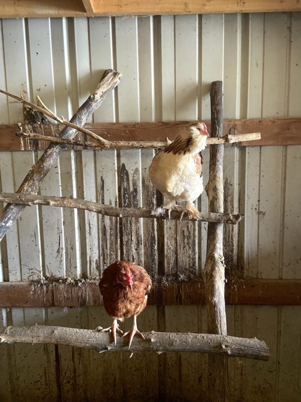 Chicken Roost Designs | Two Simple DIY Ladder Perch Ideas - From ...