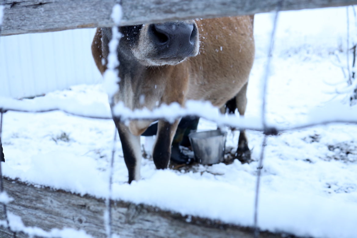 Do Cows Get Cold? How To Keep Cows Warm in Winter - From Scratch Farmstead