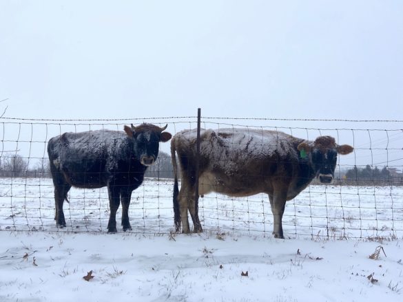 Do Cows Get Cold? How To Keep Cows Warm in Winter - From Scratch Farmstead