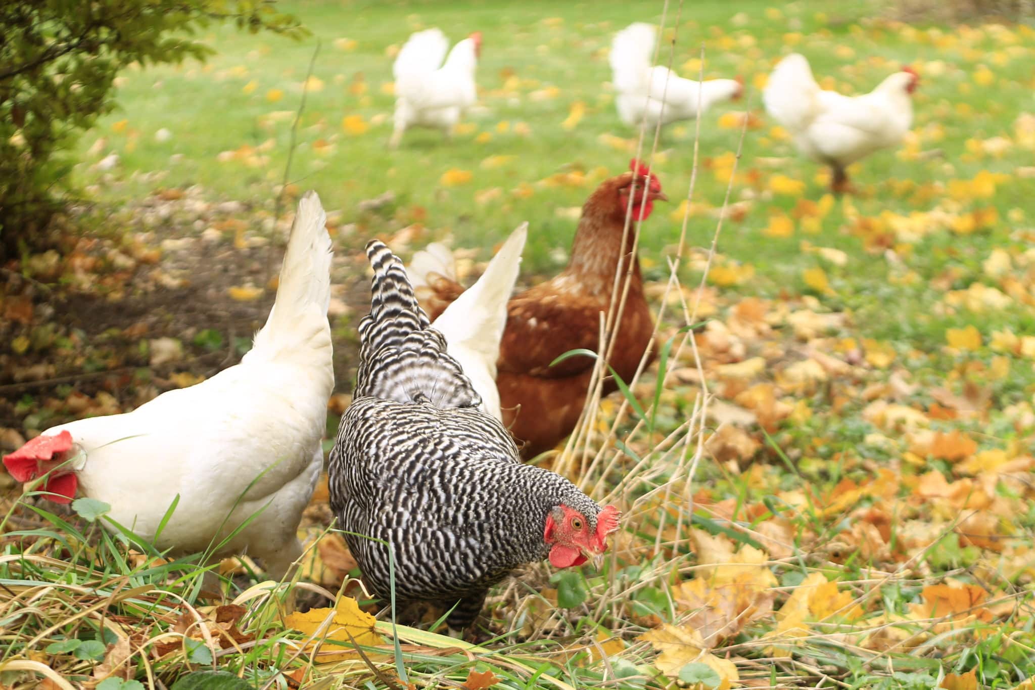 Farm Fresh Eggs | What's the Difference and How to Use Them Safely ...