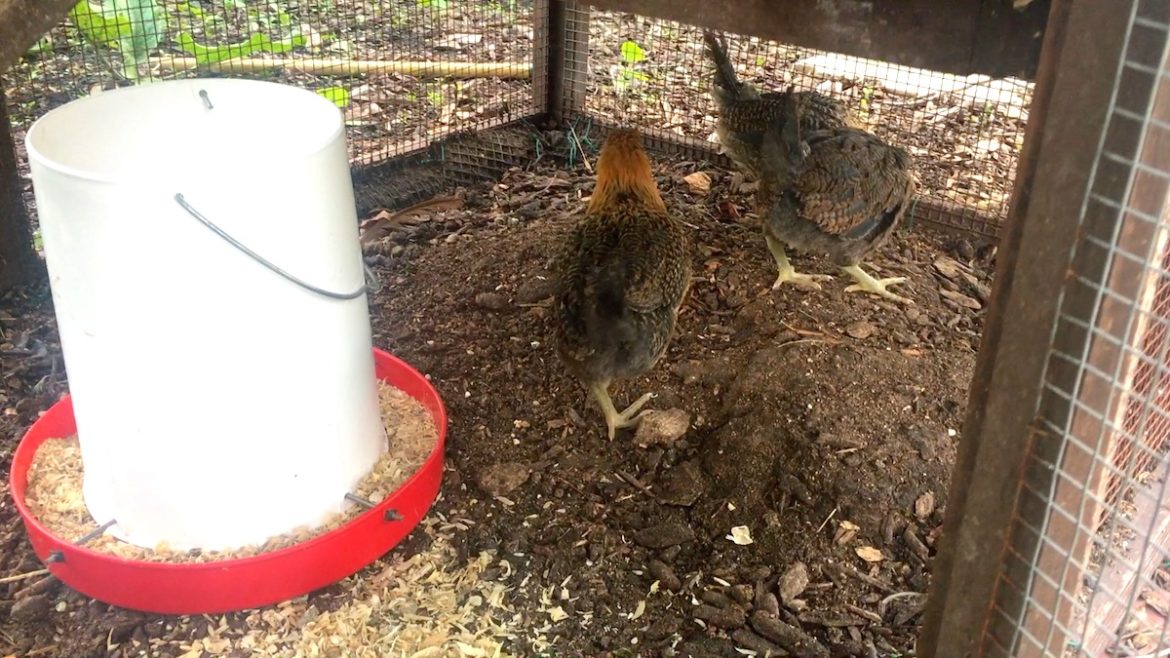 Predator Proof Chicken Coop Essentials You Need To Know - From Scratch ...