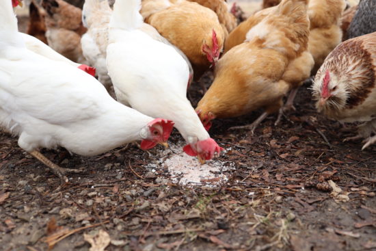 Feeding Chickens Egg Shells (Why, When, & How) - From Scratch Farmstead