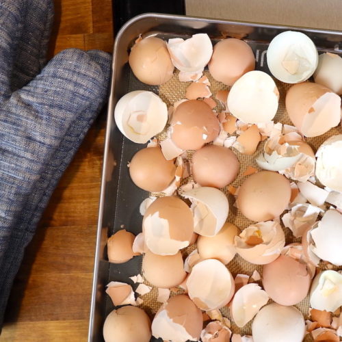 Feeding Chickens Egg Shells (Why, When, & How) - From Scratch Farmstead