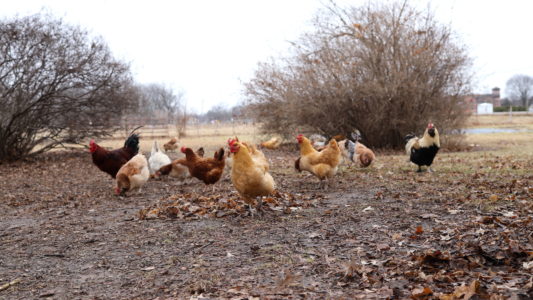 Feeding Chickens Egg Shells (Why, When, & How) - From Scratch Farmstead