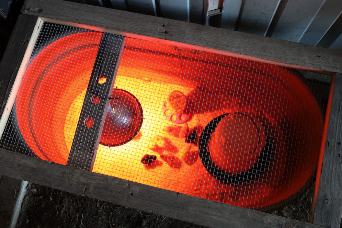 Quick Stock Tank Chick Brooder Box - From Scratch Farmstead