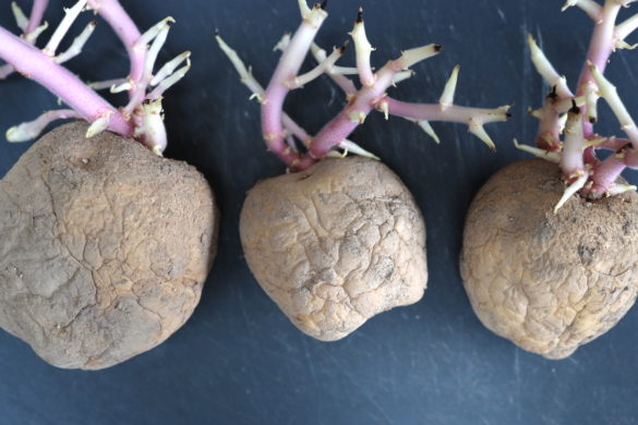 Planting Potatoes With Long Sprouts - Everything You Need To Know ...