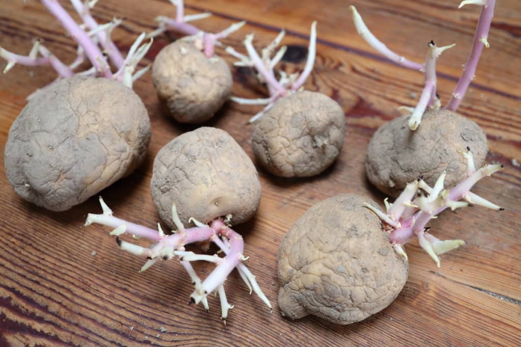 How To Use Soft Potatoes From The Garden + Recipes! - From Scratch ...