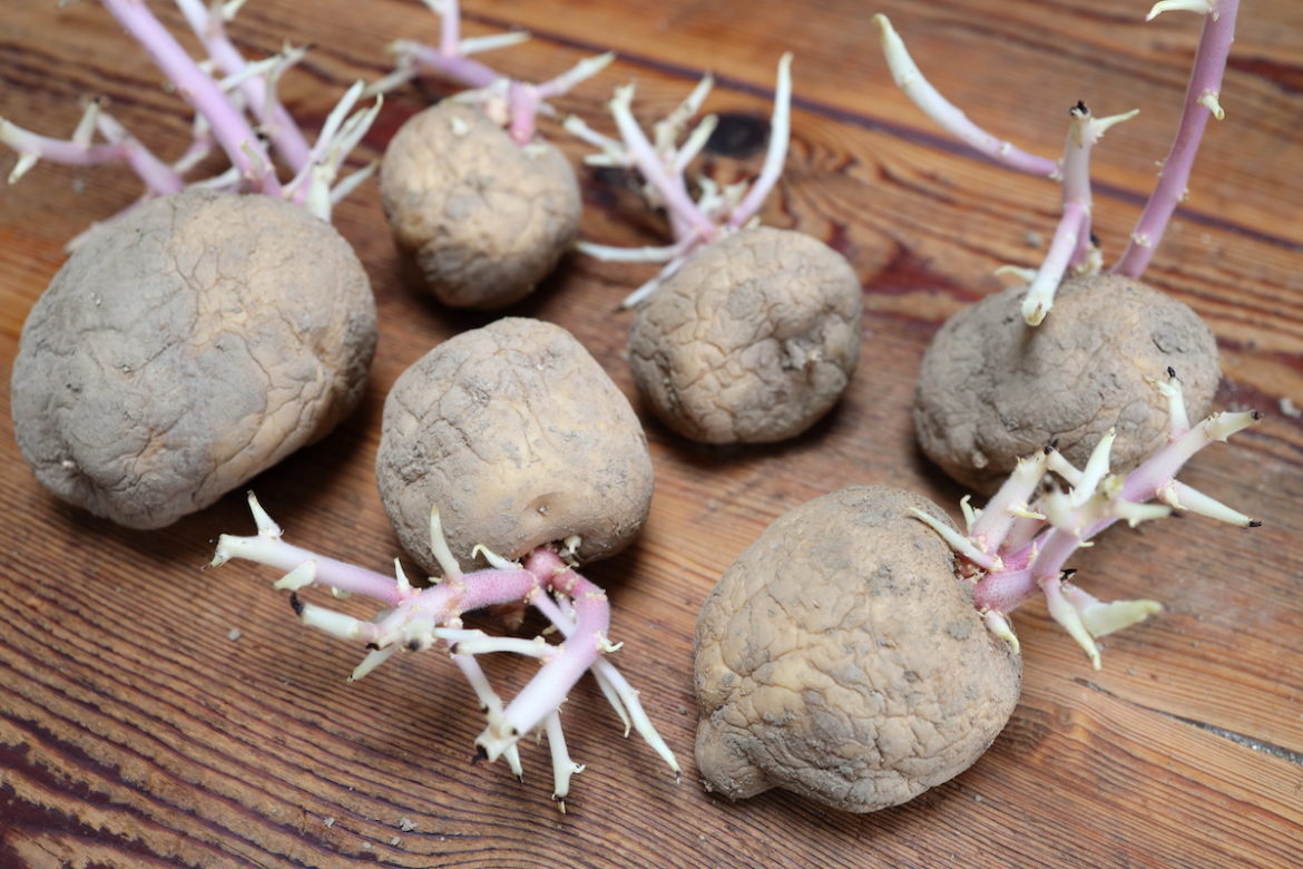 How To Use Soft Potatoes From The Garden + Recipes! - From Scratch ...