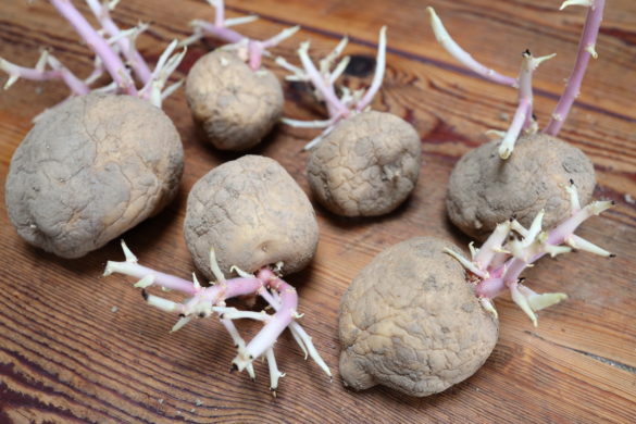 How To Use Soft Potatoes From The Garden + Recipes! - From Scratch ...