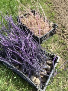 Planting Potatoes With Long Sprouts - Everything You Need To Know ...