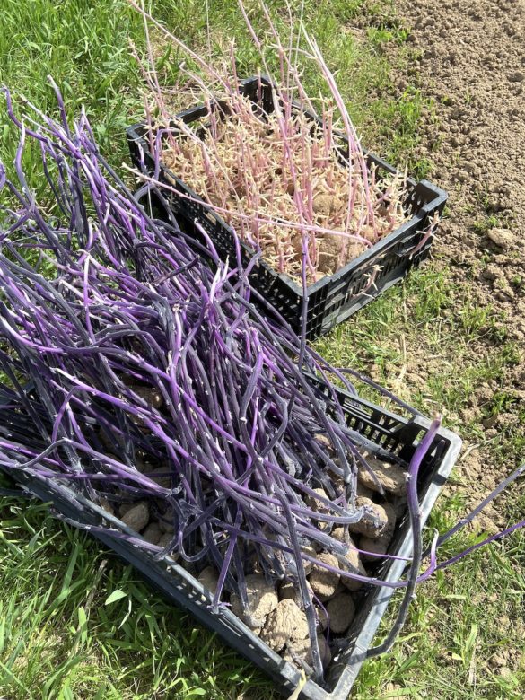 Planting Potatoes With Long Sprouts - Everything You Need To Know ...