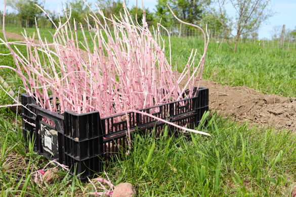 Planting Potatoes with Long Sprouts - Everything You Need to Know