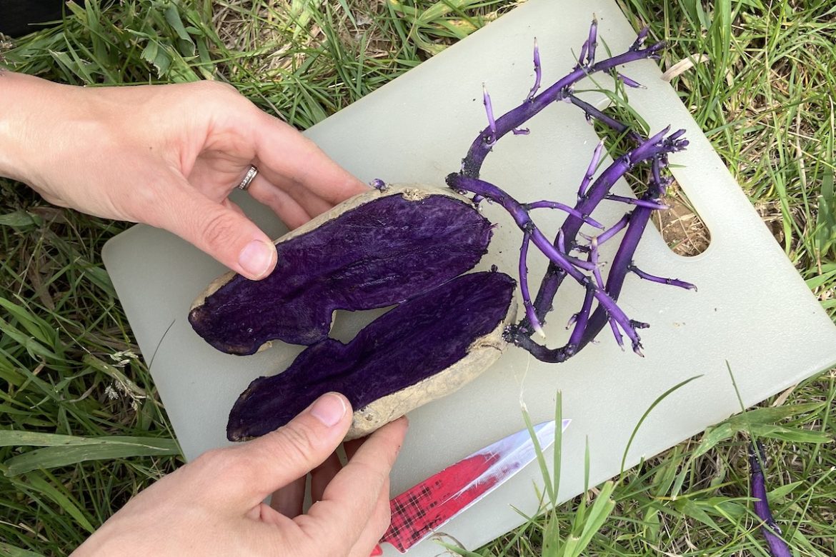 Planting Potatoes With Long Sprouts - Everything You Need To Know ...