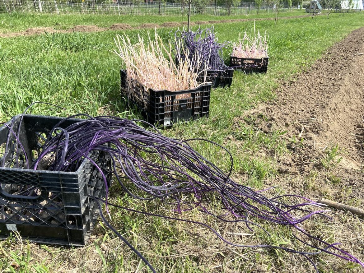 Planting Potatoes With Long Sprouts - Everything You Need To Know ...