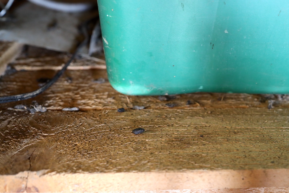 Get Rid of the Rats in Your Barn - From Scratch Farmstead