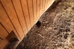 Get Rid of the Rats in Your Barn - From Scratch Farmstead