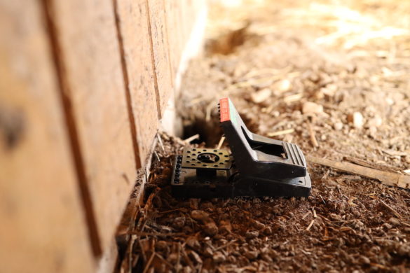 Get Rid of the Rats in Your Barn - From Scratch Farmstead
