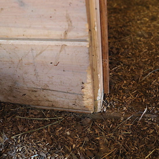 Get Rid of the Rats in Your Barn - From Scratch Farmstead