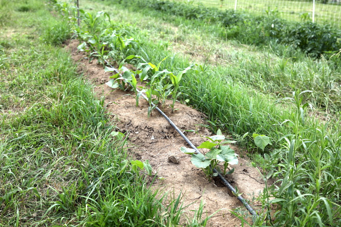 Drip Depot Review + How To Build A Drip System - From Scratch Farmstead