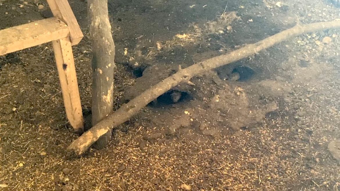 Get Rid of the Rats in Your Barn - From Scratch Farmstead