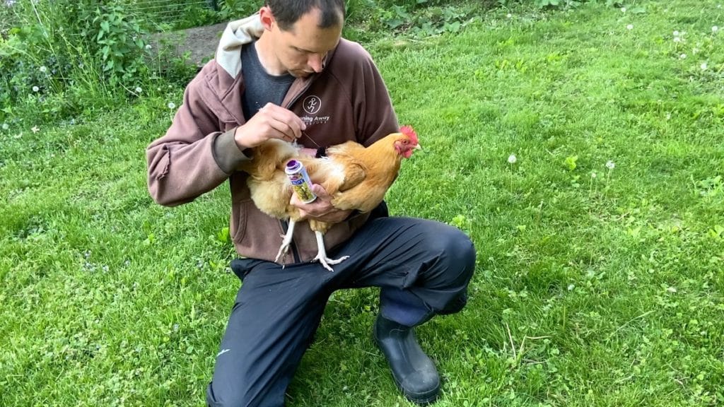 Blu Kote for Chickens - Save Your Chicken's Life! - From Scratch Farmstead