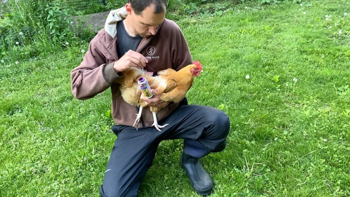 Blu Kote for Chickens - Save Your Chicken's Life! - From Scratch Farmstead