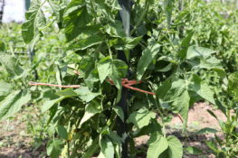 Home - From Scratch Farmstead