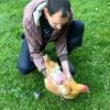 Blu Kote for Chickens - Save Your Chicken's Life! - From Scratch Farmstead