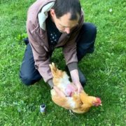 Blu Kote for Chickens - Save Your Chicken's Life! - From Scratch Farmstead
