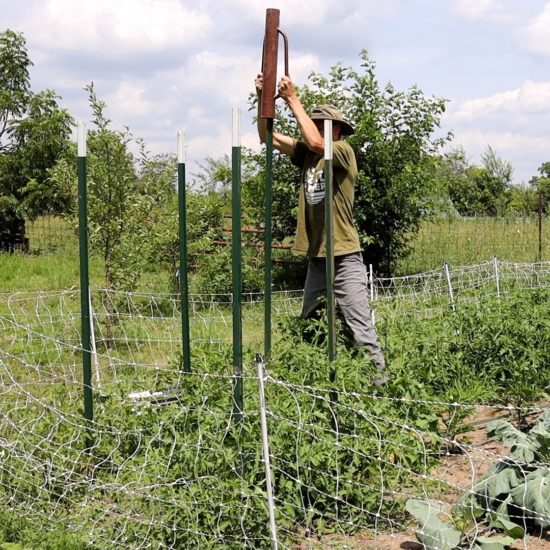 T-Post Tomato Trellis - Easy and Foolproof Trellising Method - From ...