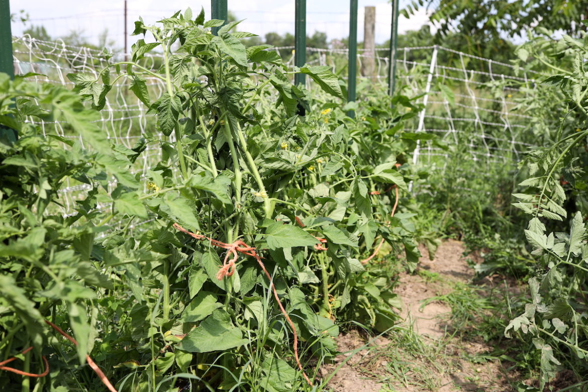 T-Post Tomato Trellis - Easy and Foolproof Trellising Method - From ...