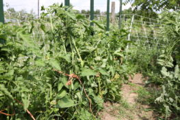 T-Post Tomato Trellis - Easy and Foolproof Trellising Method - From ...