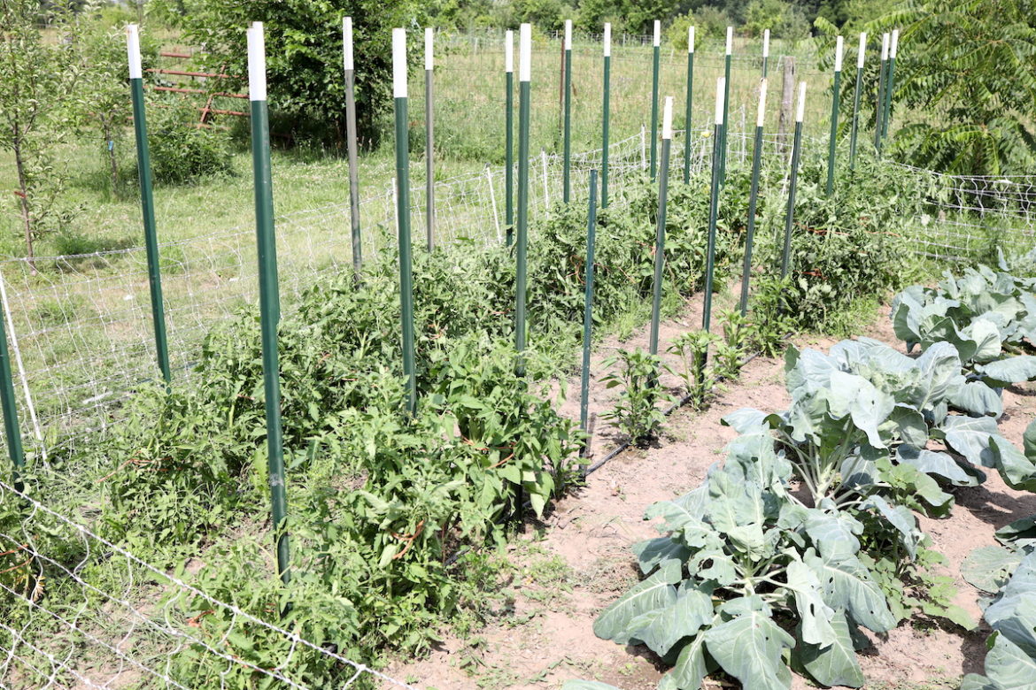 T-Post Tomato Trellis - Easy and Foolproof Trellising Method - From ...