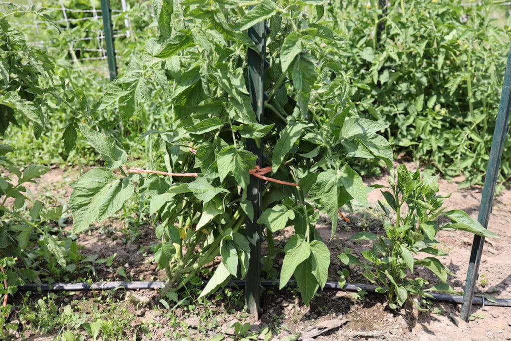 T-Post Tomato Trellis - Easy and Foolproof Trellising Method - From ...