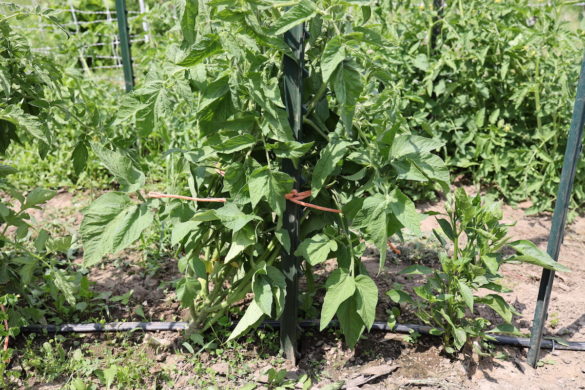 T-Post Tomato Trellis - Easy and Foolproof Trellising Method - From ...
