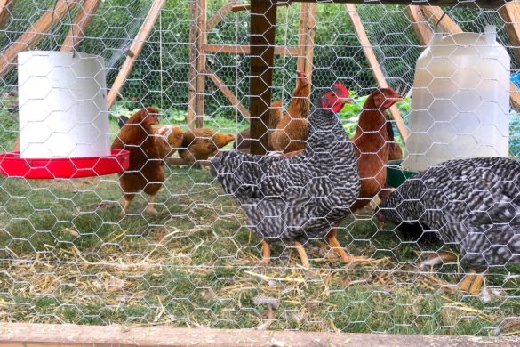 Chicken Prolapsed Vent | Simple Remedies For Natural Recovery