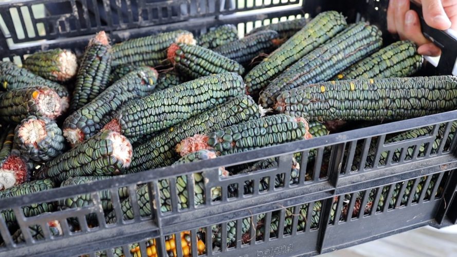 Shelling Corn By Hand (2 Simple Methods) - From Scratch Farmstead