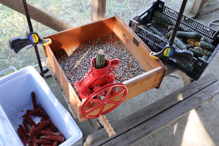Shelling Corn By Hand (2 Simple Methods) - From Scratch Farmstead