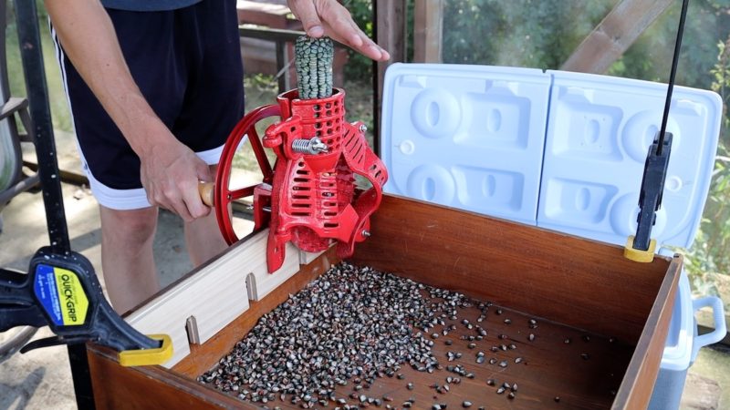 Shelling Corn By Hand (2 Simple Methods) - From Scratch Farmstead