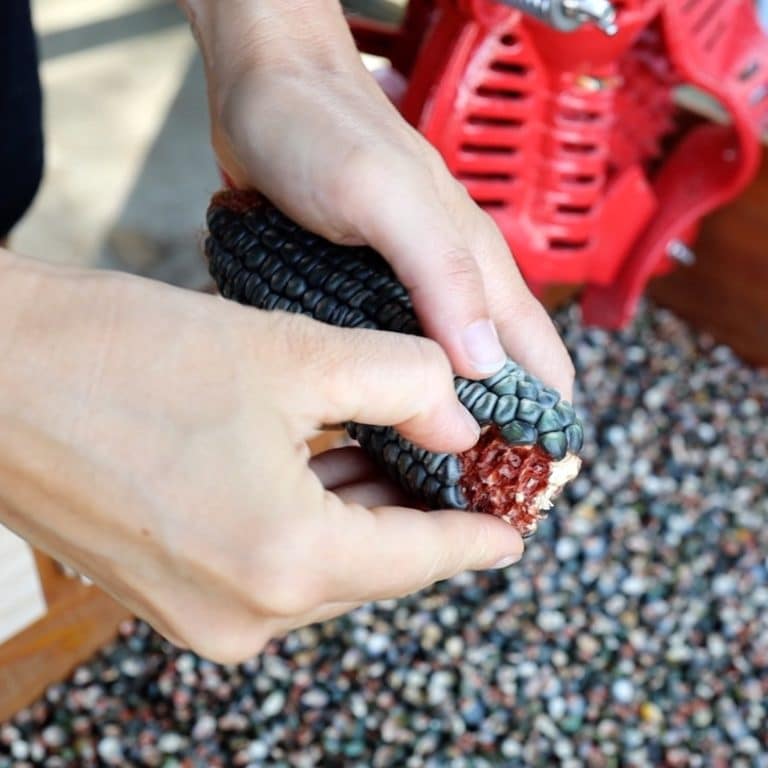 Shelling Corn By Hand (2 Simple Methods) - From Scratch Farmstead